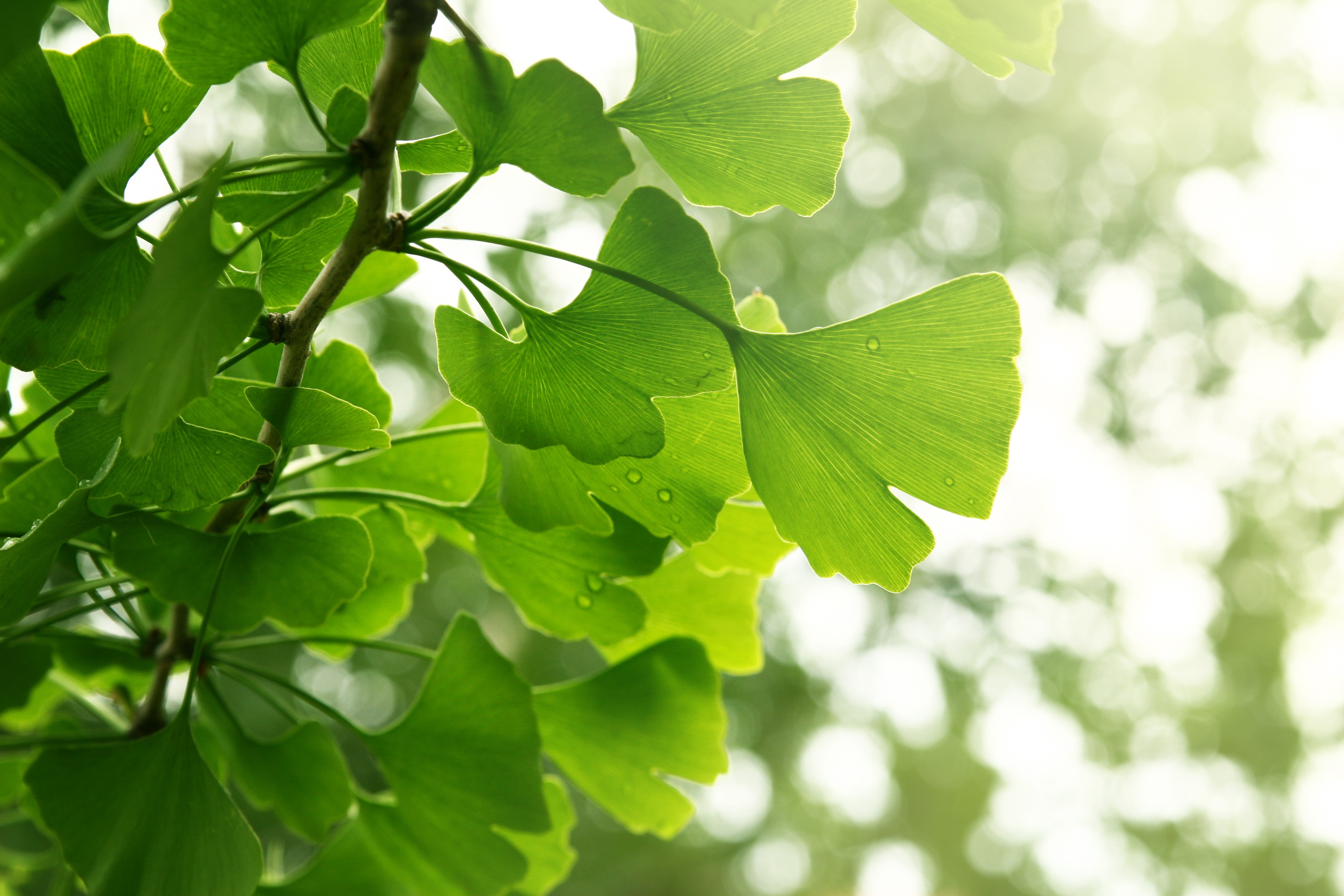 Ginkgo Baum Bedeutung